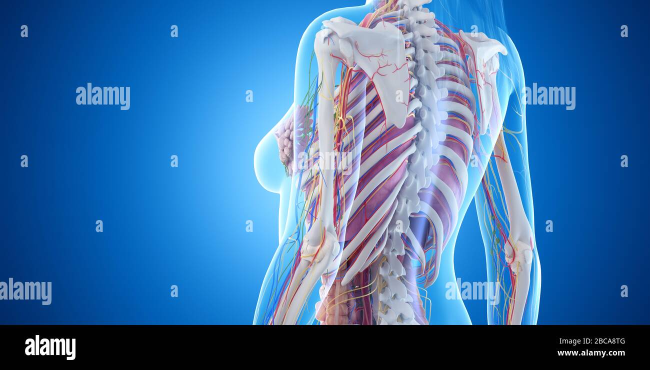 Female thorax anatomy hi-res stock photography and images - Alamy