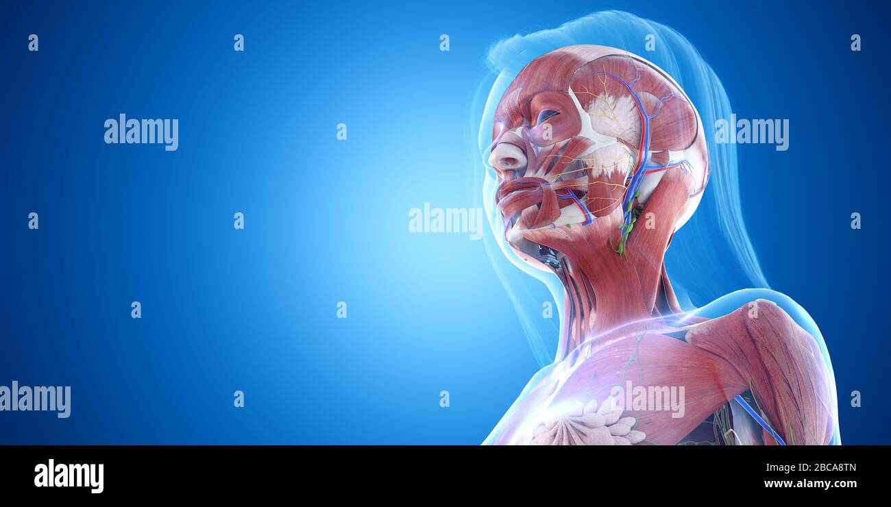 Female head muscles hi-res stock photography and images - Alamy