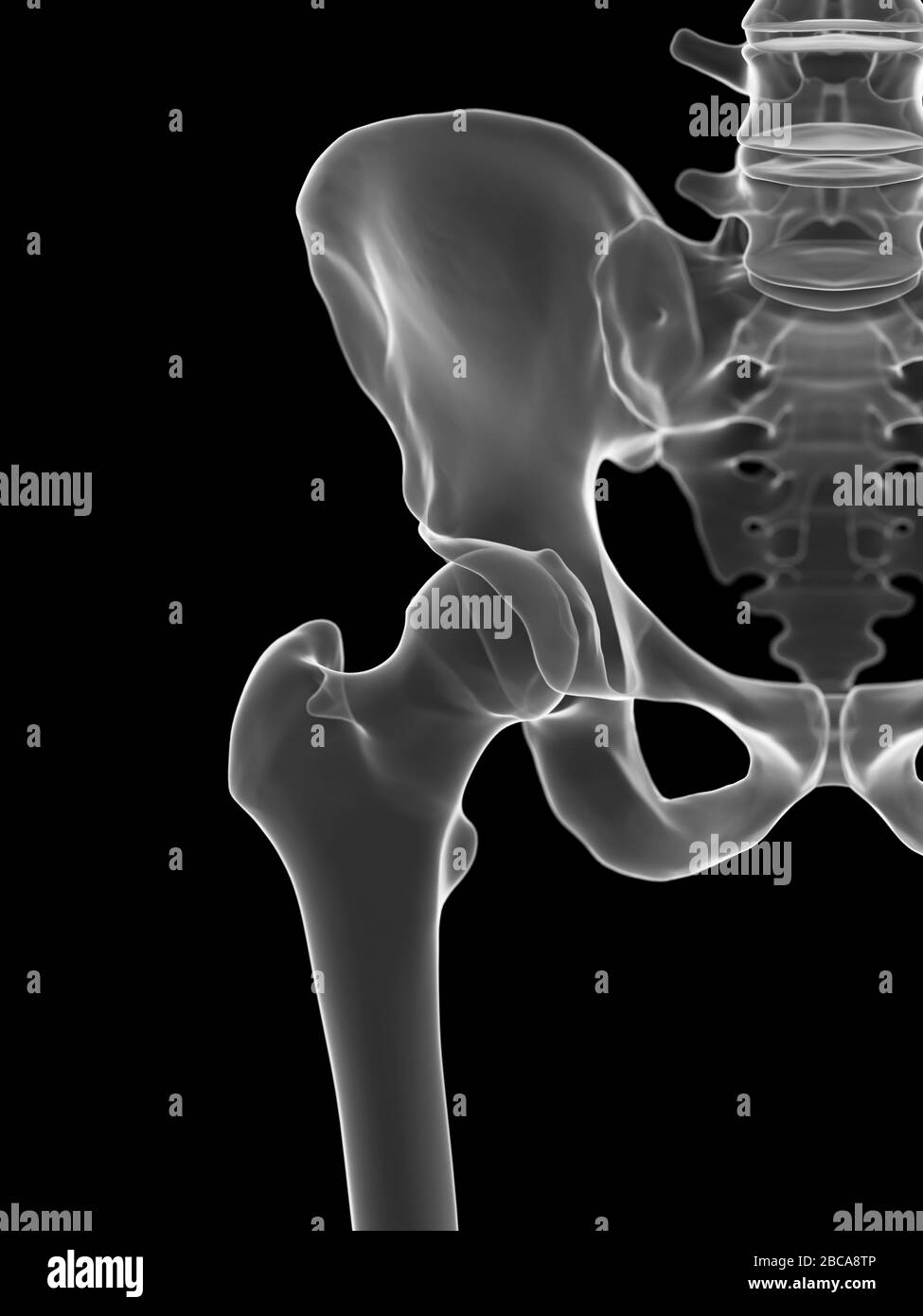 Hip joint, illustration Stock Photo - Alamy