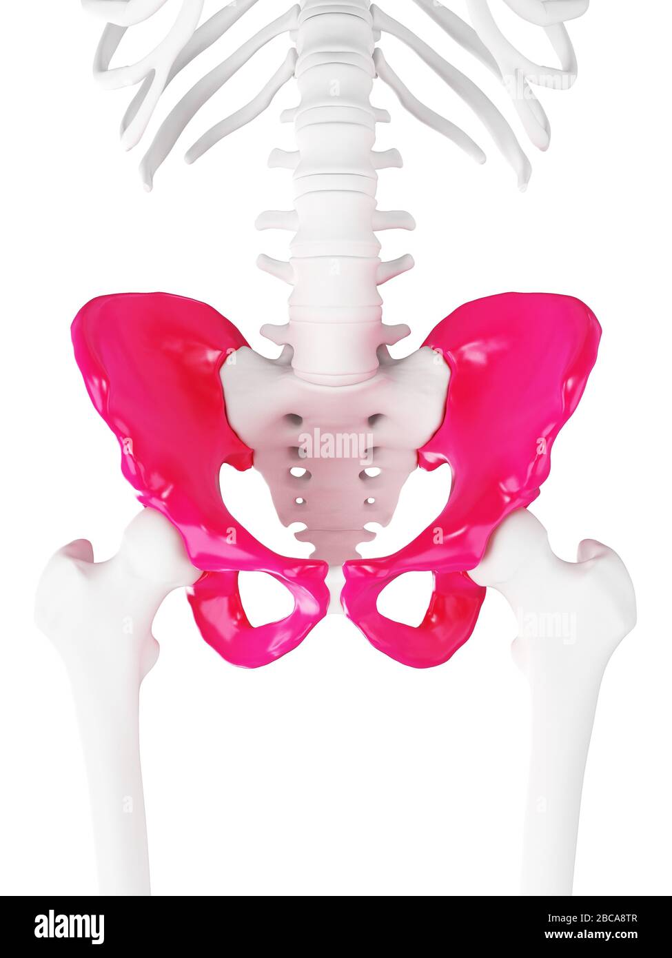 Hip bone, illustration Stock Photo - Alamy