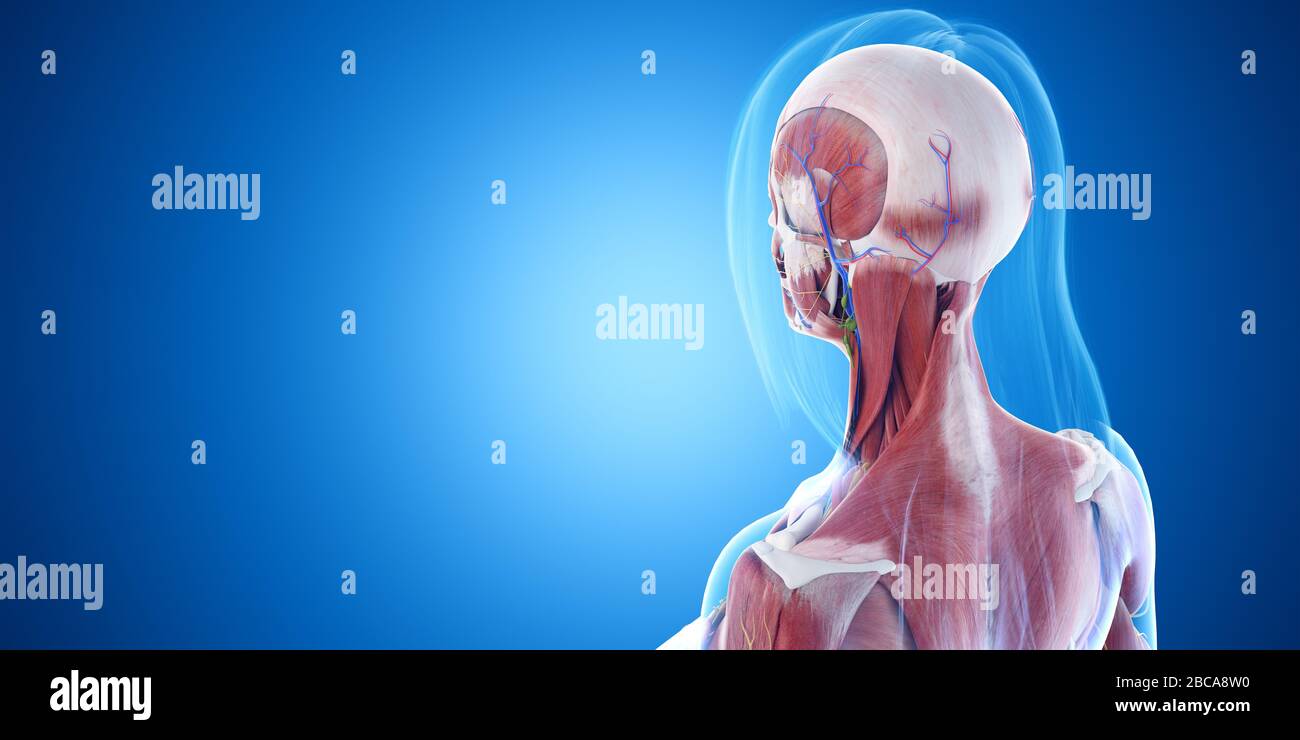 Neck muscles, illustration Stock Photo - Alamy