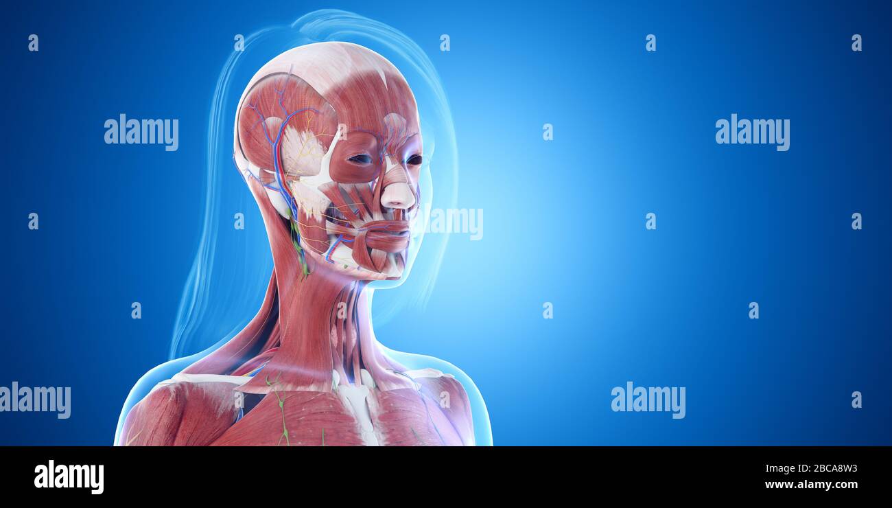 Head muscles, illustration Stock Photo - Alamy