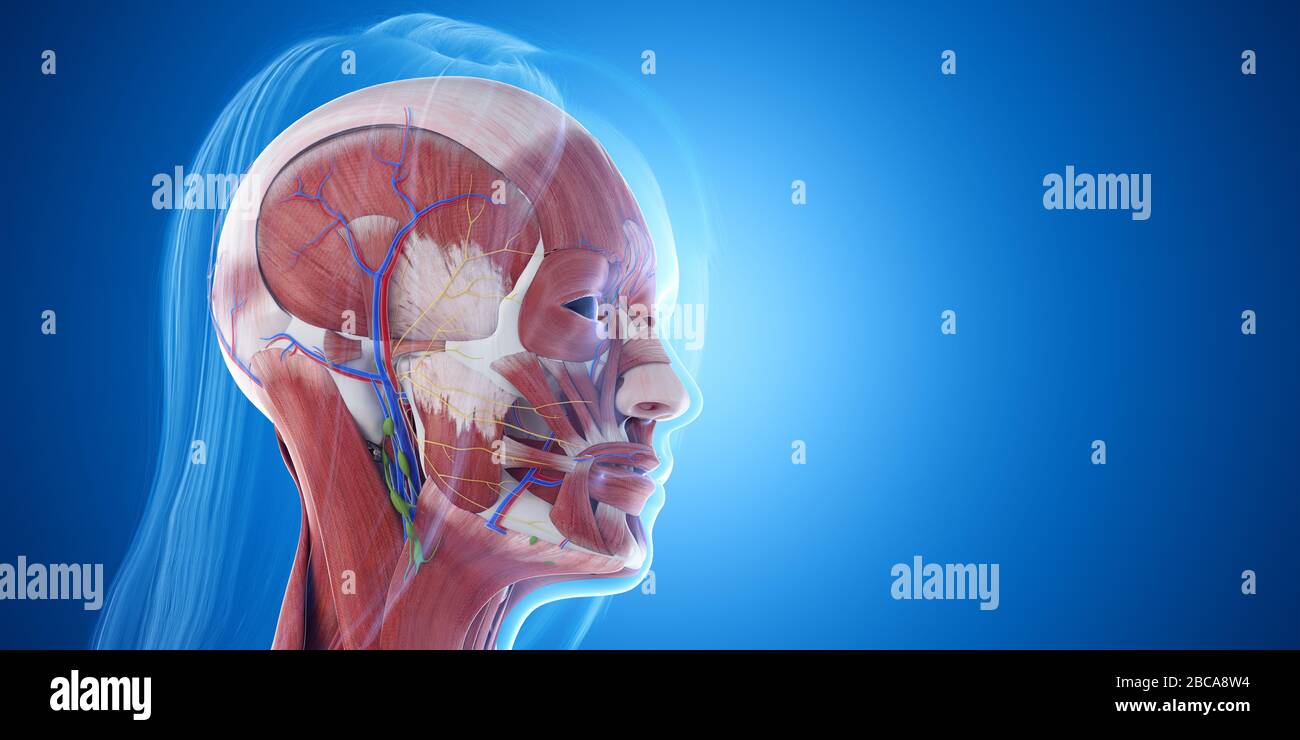 Head muscles, illustration Stock Photo - Alamy