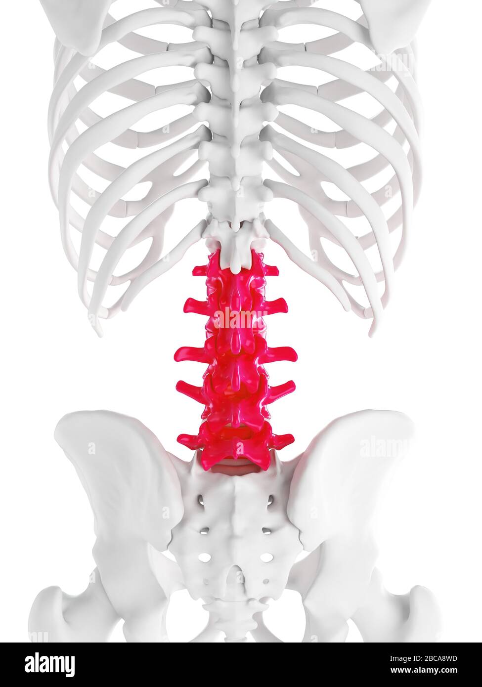 Lumbar spine, illustration Stock Photo - Alamy