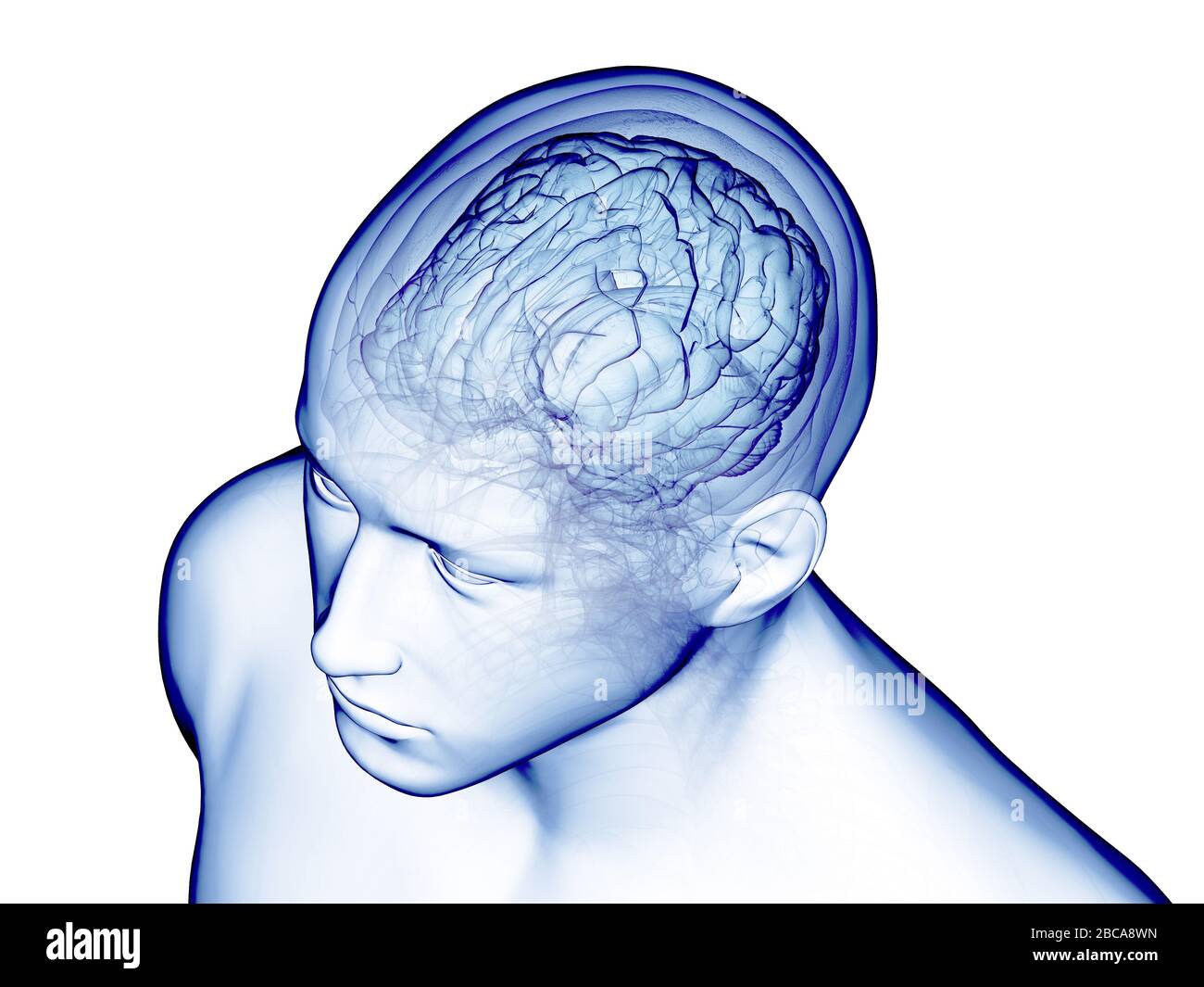 Human brain, illustration Stock Photo - Alamy