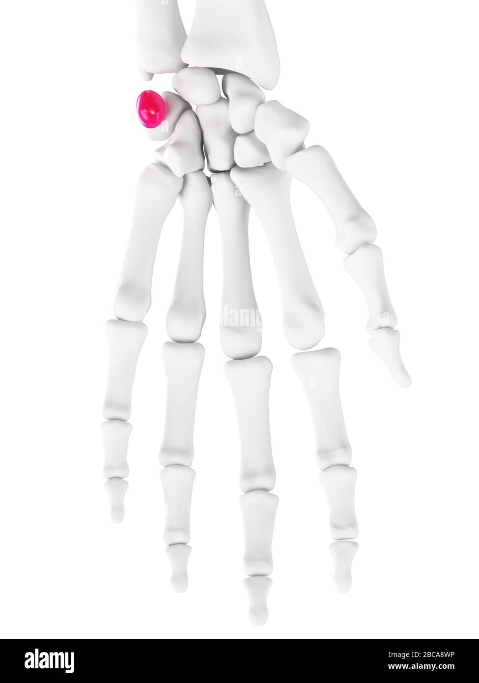 Pisiform bone hi-res stock photography and images - Alamy