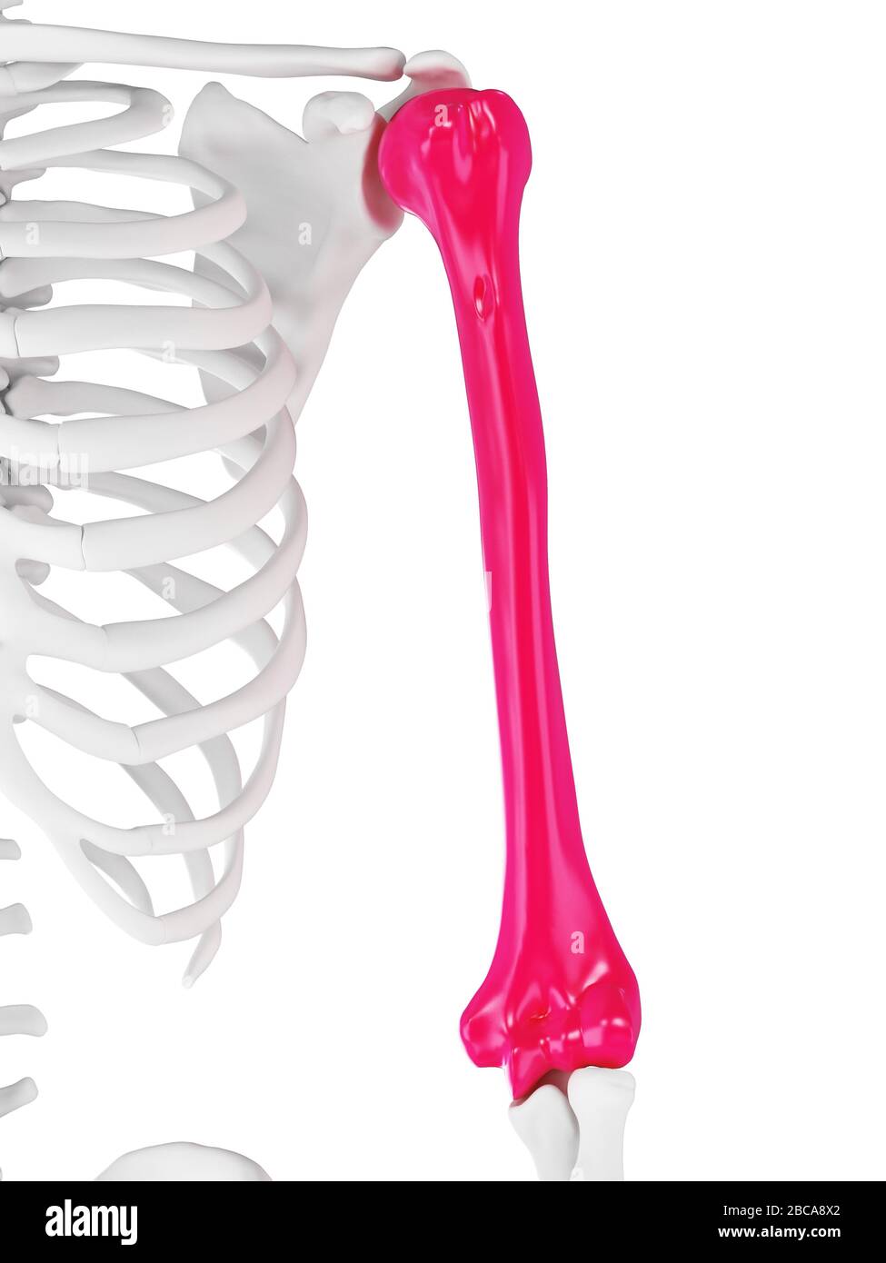 Humerus High Resolution Stock Photography and Images - Alamy