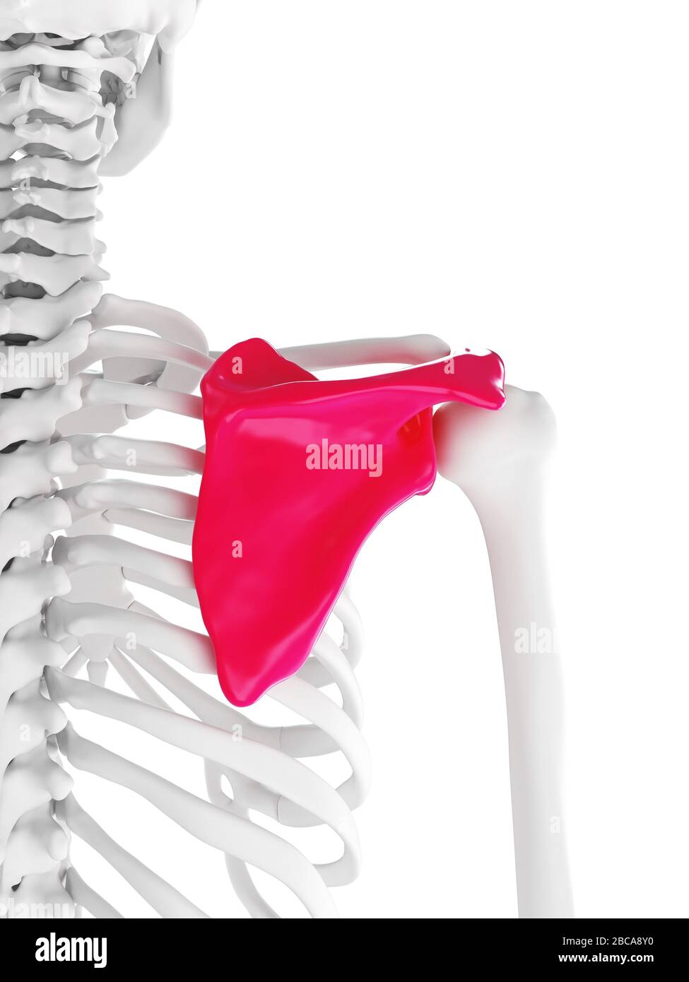 Shoulder blade, illustration Stock Photo - Alamy