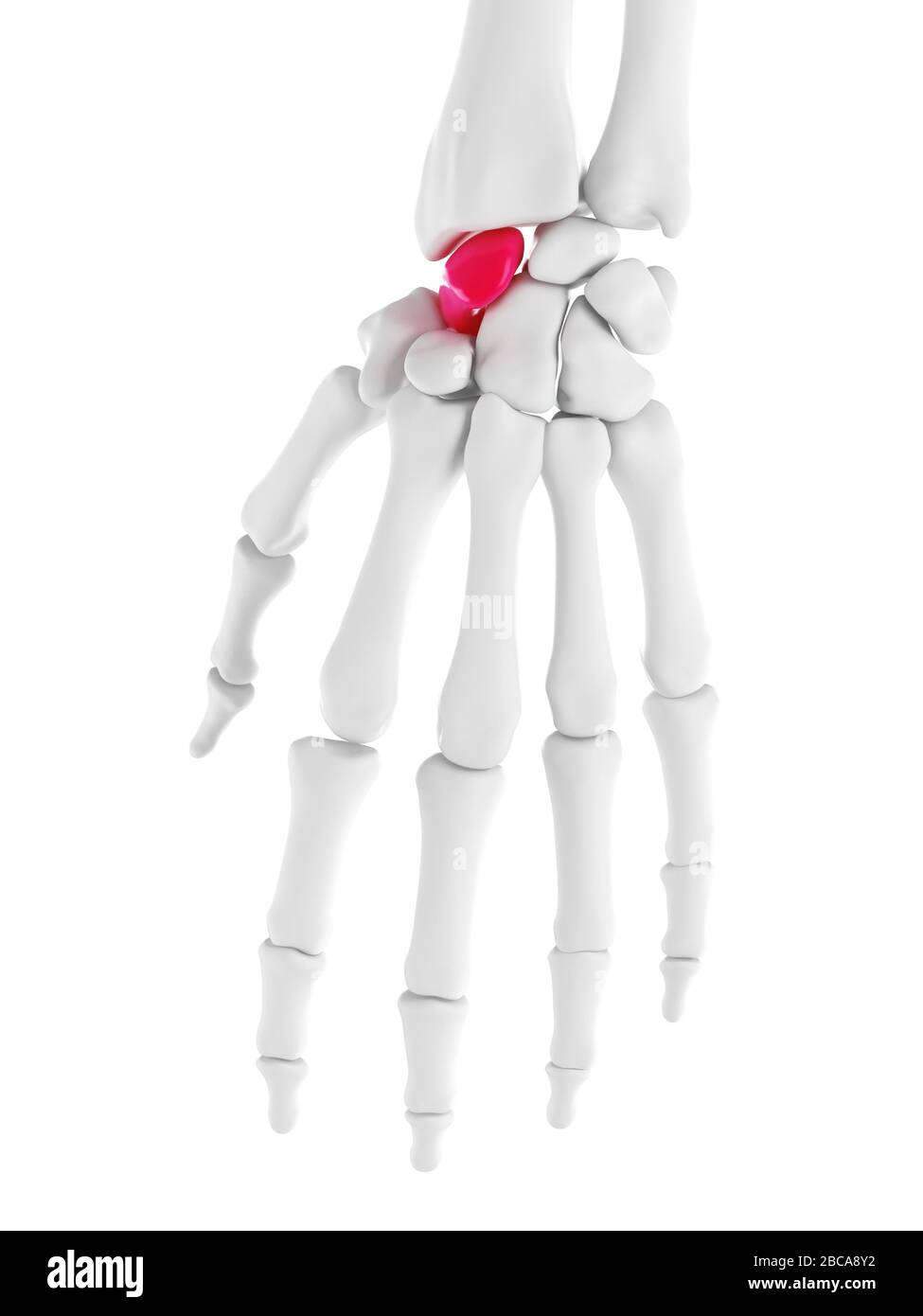 Scaphoid bone, illustration Stock Photo - Alamy