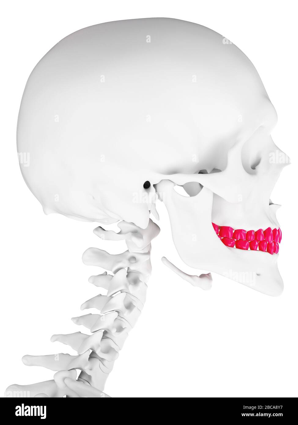 Healthy bones and teeth hi-res stock photography and images - Alamy