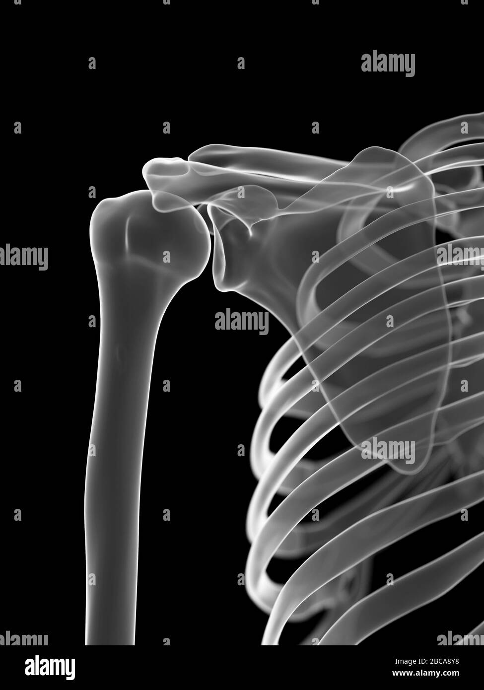 Coracoid Process High Resolution Stock Photography and Images - Alamy