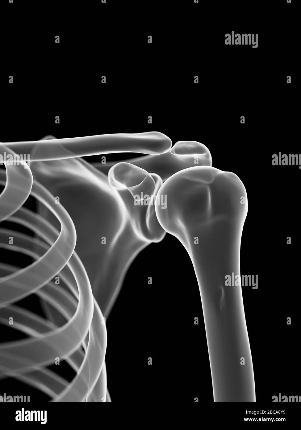 Shoulder joint, illustration Stock Photo - Alamy
