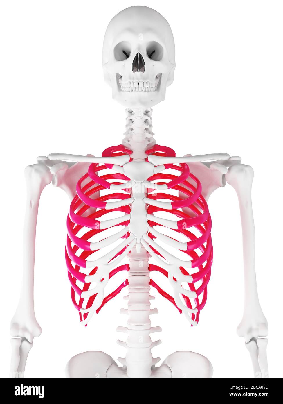 Grey thorax hi-res stock photography and images - Alamy