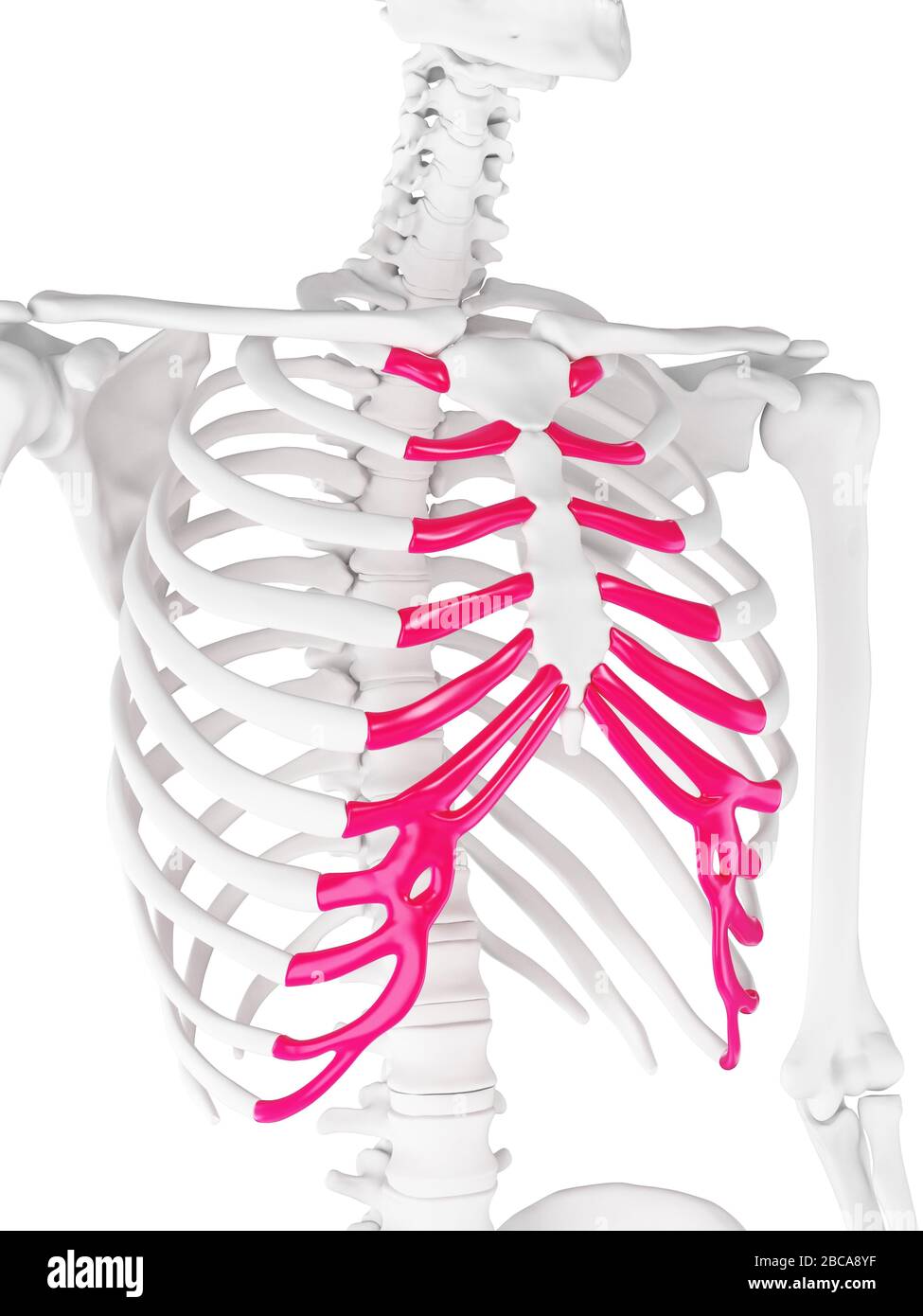 Sternal cartilage, illustration Stock Photo - Alamy