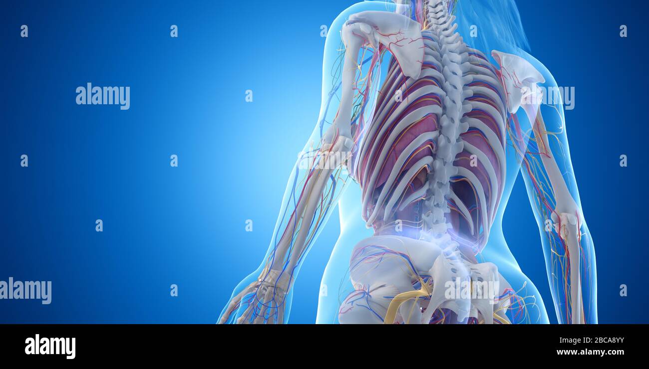 Thorax anatomy, illustration Stock Photo - Alamy