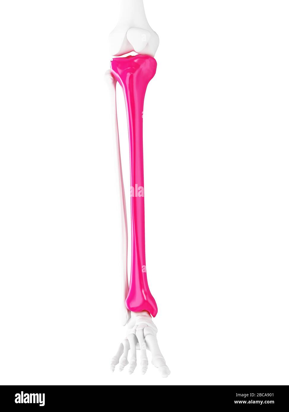 Tibia bone, illustration Stock Photo - Alamy