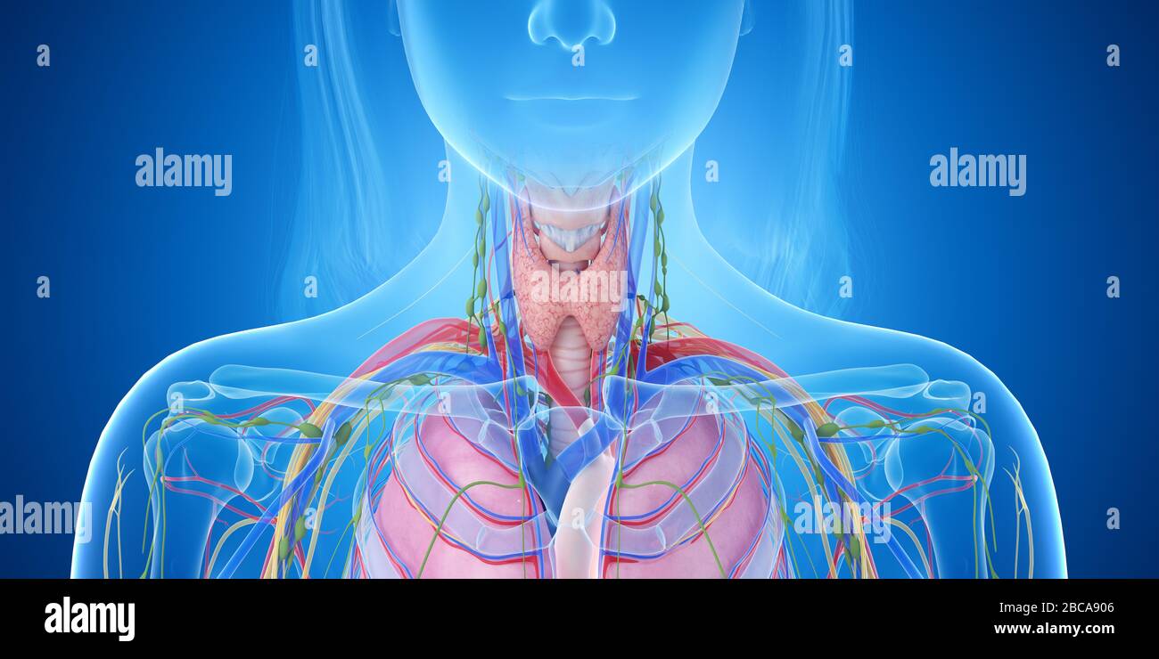 Illustration throat anatomy hi-res stock photography and images - Alamy