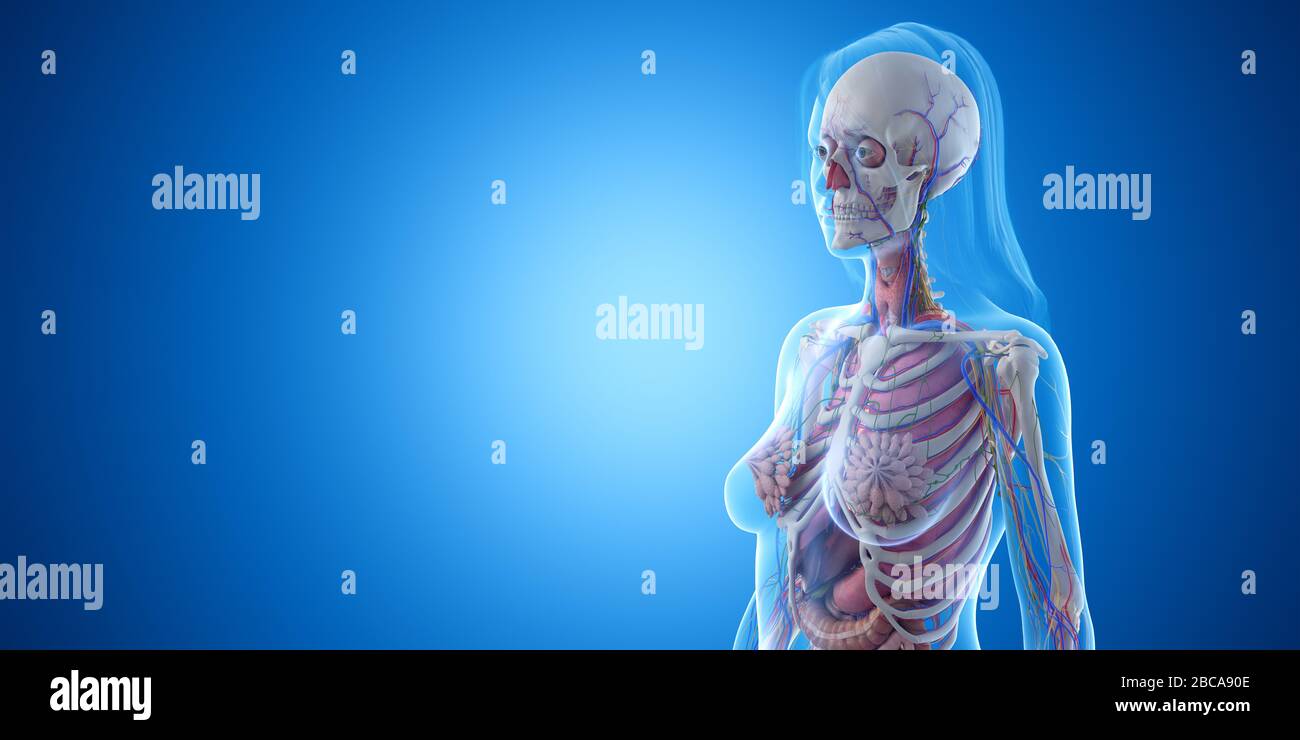 Thorax anatomy, illustration Stock Photo - Alamy