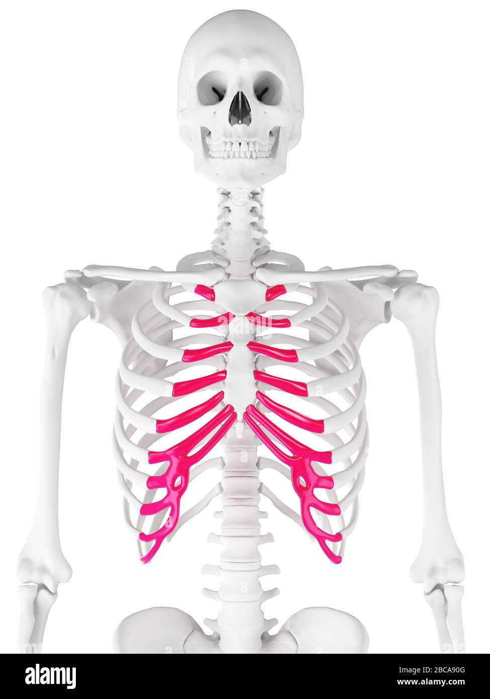 Sternal hi-res stock photography and images - Alamy