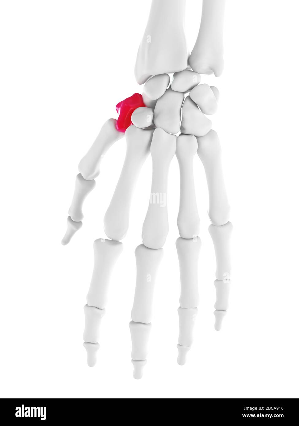 Trapezium skeleton hand hi-res stock photography and images - Alamy
