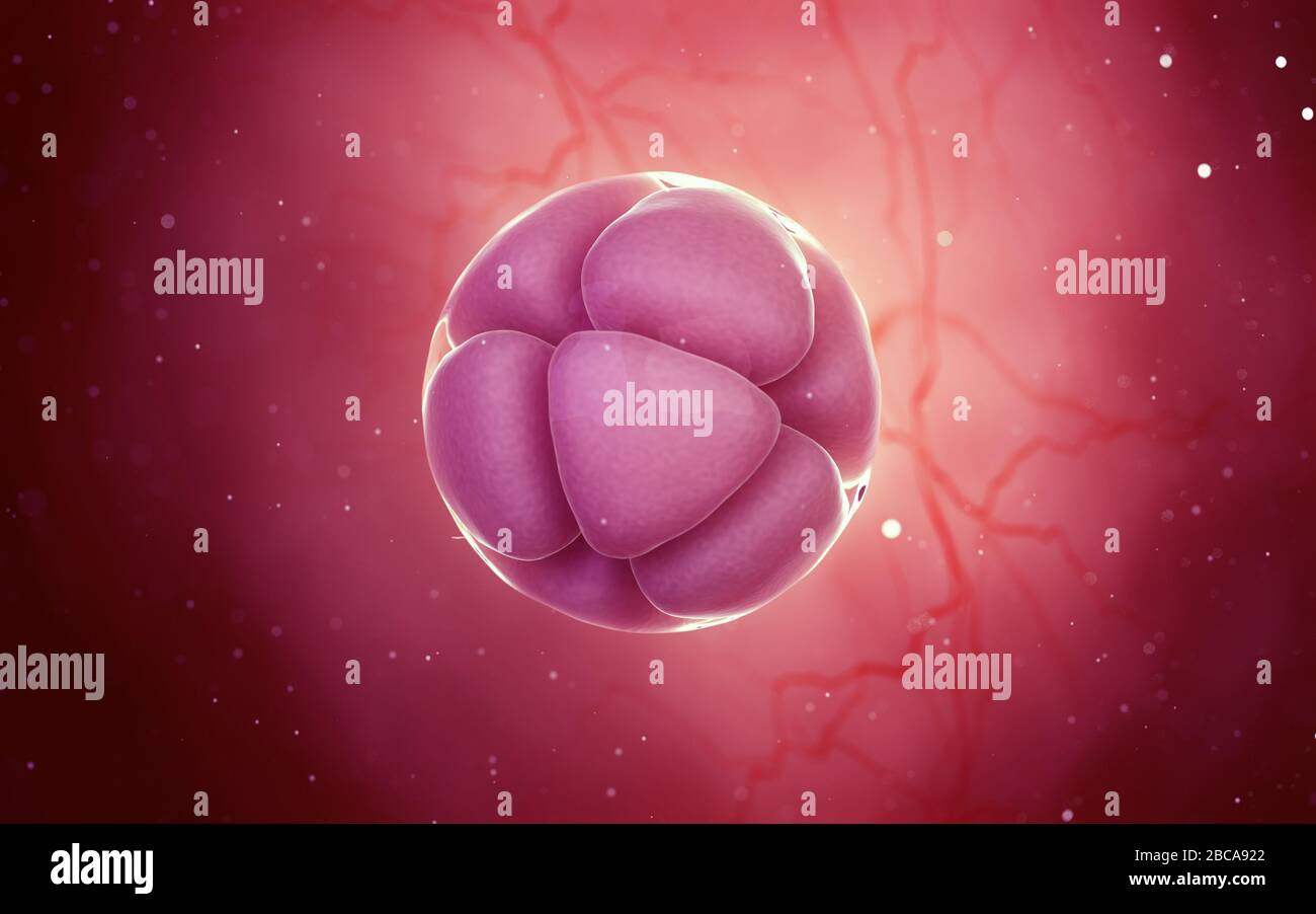 8 cell stage embryo, illustration Stock Photo - Alamy