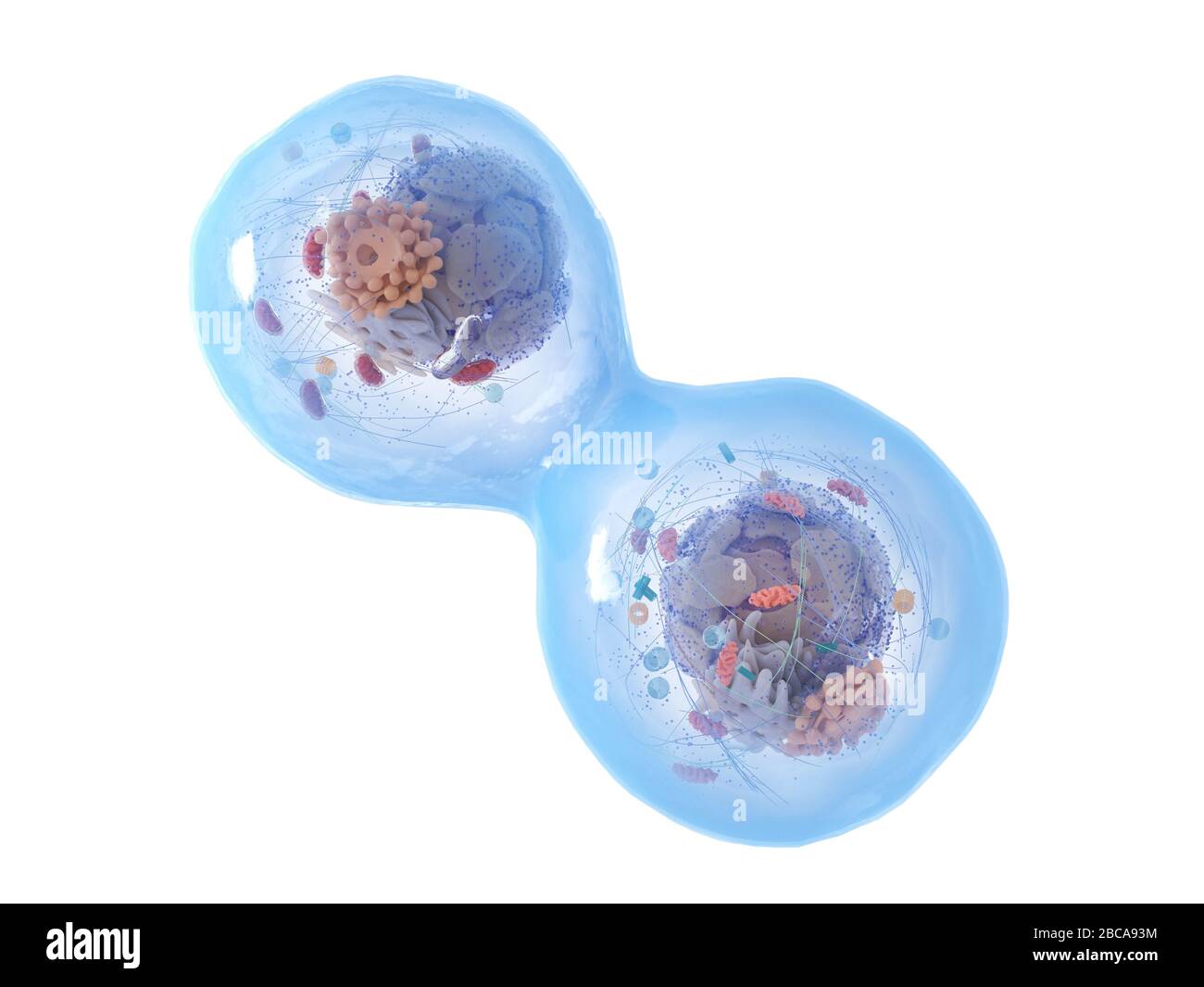 Dividing human cell, illustration Stock Photo - Alamy