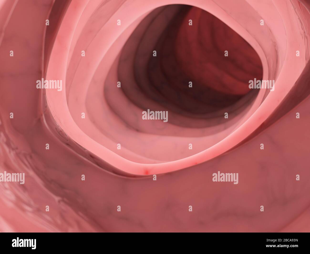 Human colon, illustration Stock Photo - Alamy