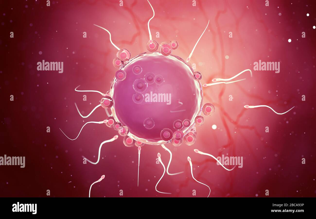 Human egg cell, illustration Stock Photo - Alamy