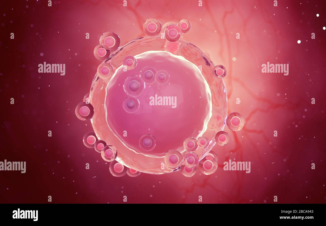 Human egg cell hi-res stock photography and images - Alamy