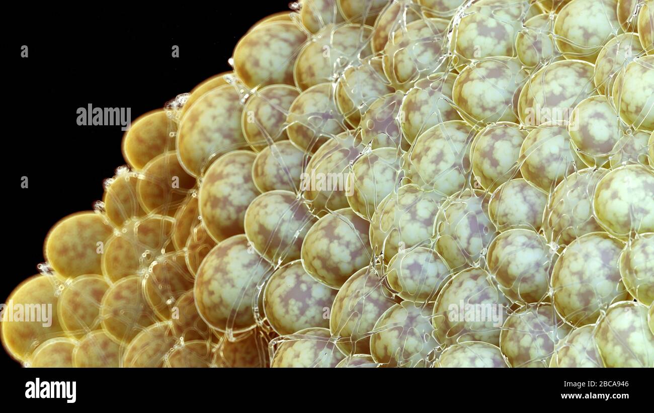 Human fat cells, illustration Stock Photo - Alamy