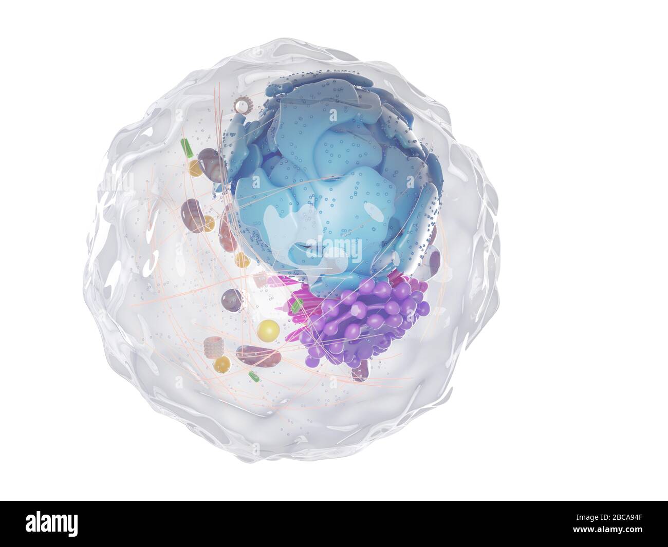 Human cell, illustration Stock Photo - Alamy