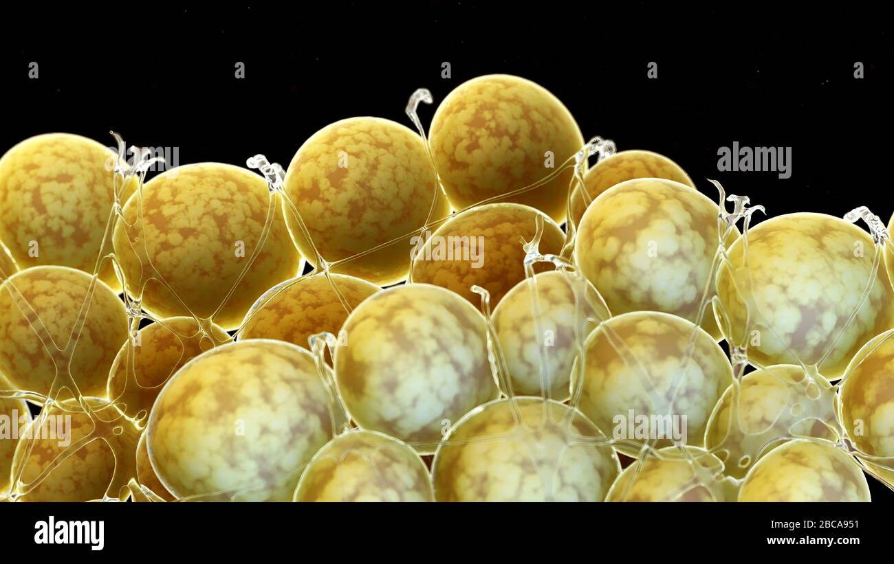 Human fat cells, illustration Stock Photo - Alamy
