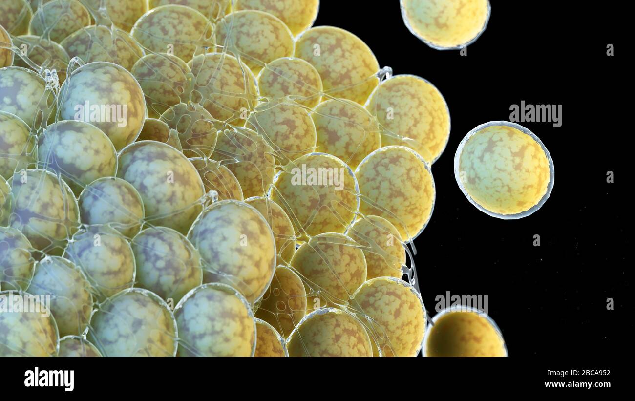 Human fat cells, illustration Stock Photo - Alamy
