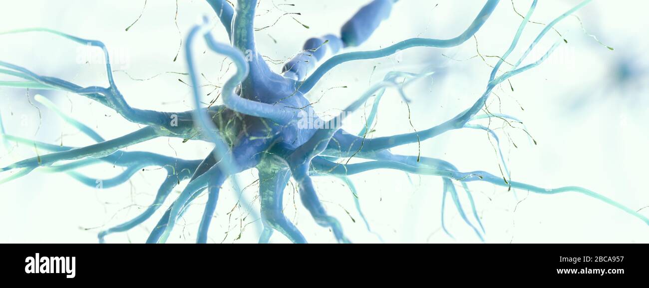 Nerve cell, illustration Stock Photo - Alamy