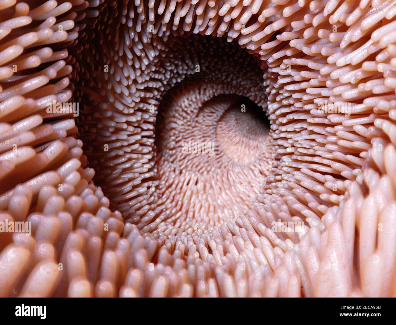 Intestinal villi, illustration Stock Photo - Alamy