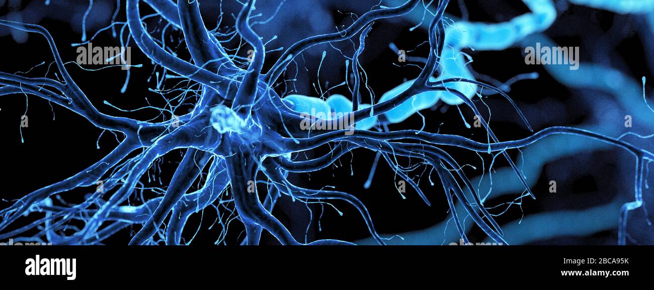 Nerve cell, illustration Stock Photo - Alamy