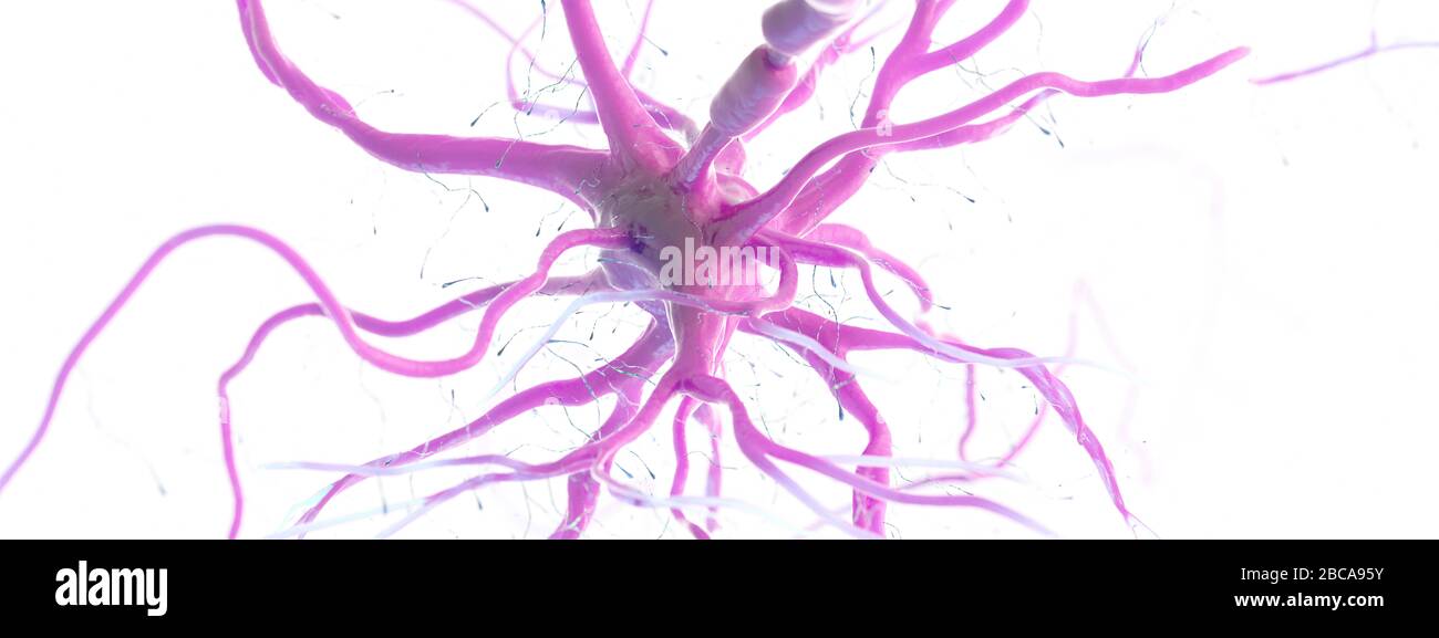 Nerve cell, illustration Stock Photo - Alamy