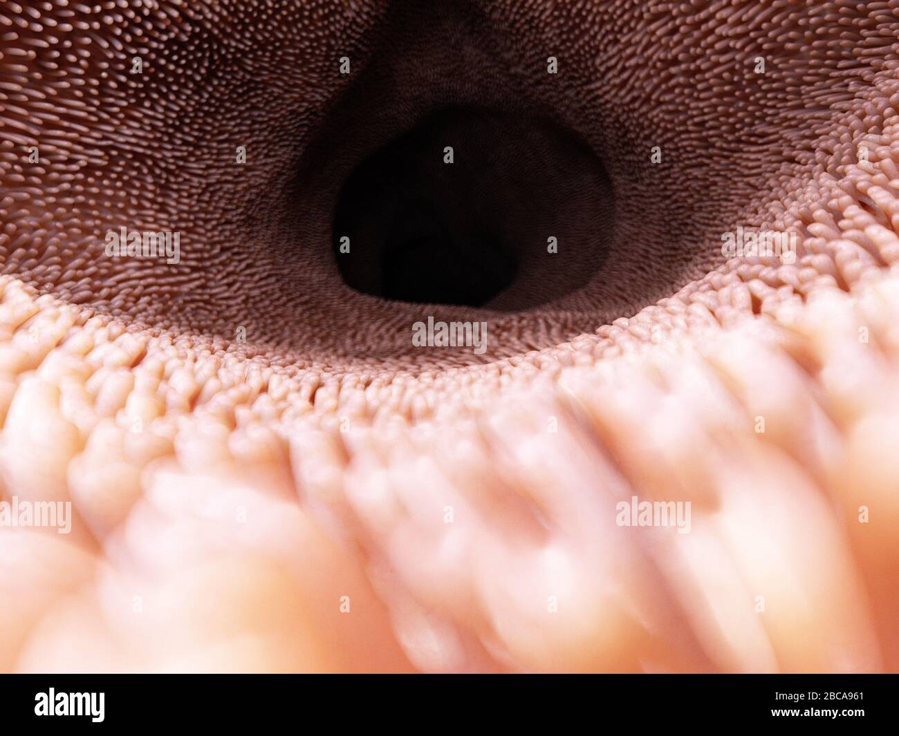 Intestinal villi, illustration Stock Photo - Alamy