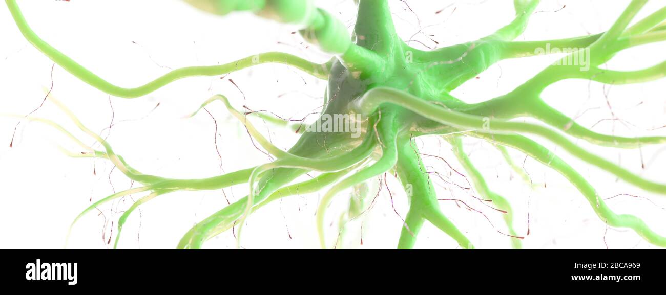 Nerve cell, illustration Stock Photo - Alamy