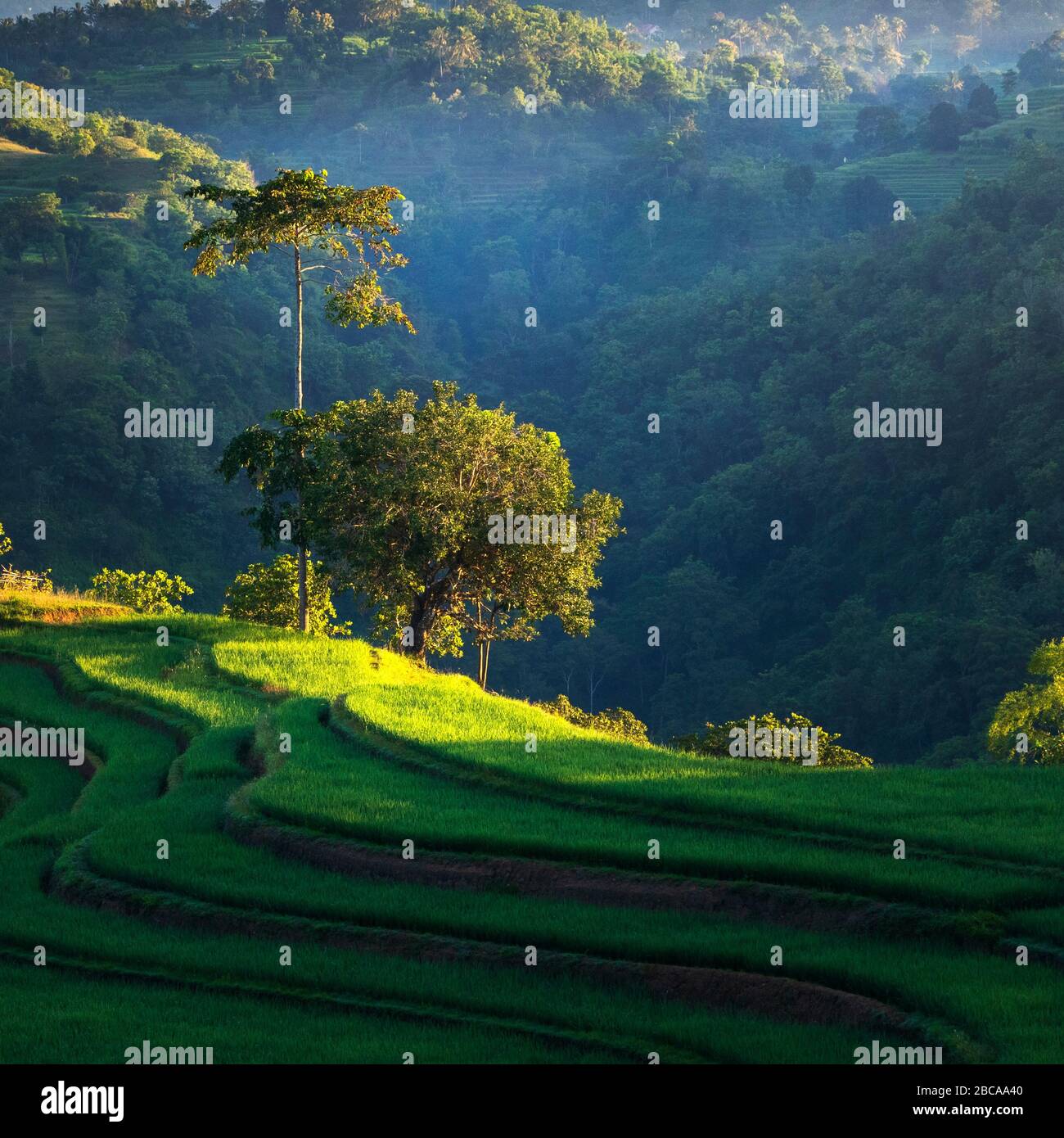 the beauty of rice terraces in the morning Stock Photo - Alamy