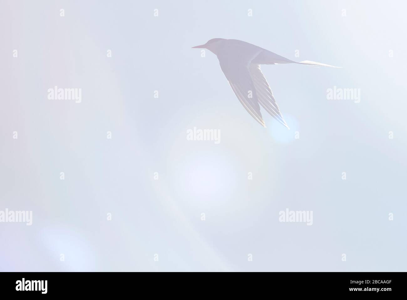 Pending light hi-res stock photography and images - Alamy