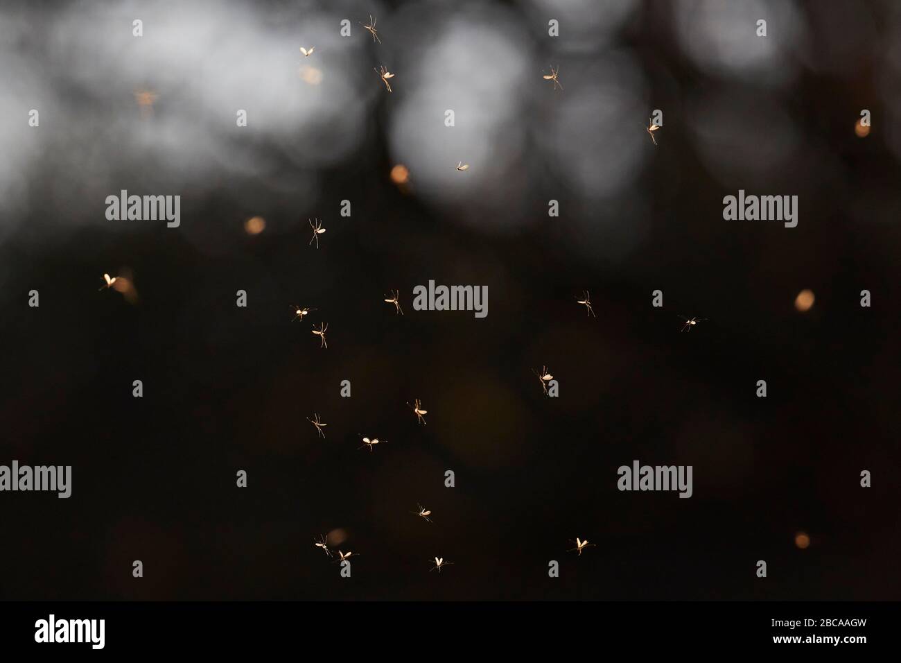 Light flocking hi-res stock photography and images - Alamy