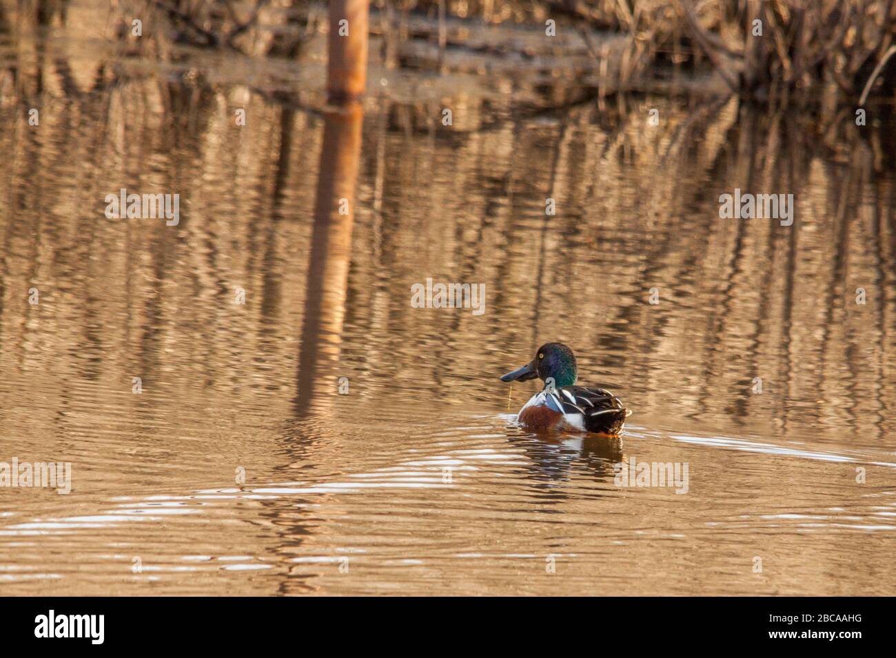 Northern Shoveler drake Stock Photo - Alamy