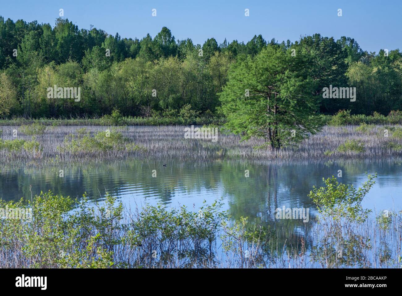 Mingo national wildlife refuge hi-res stock photography and images - Alamy
