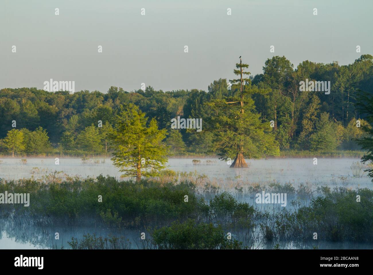 Mingo national wildlife refuge hi-res stock photography and images - Alamy