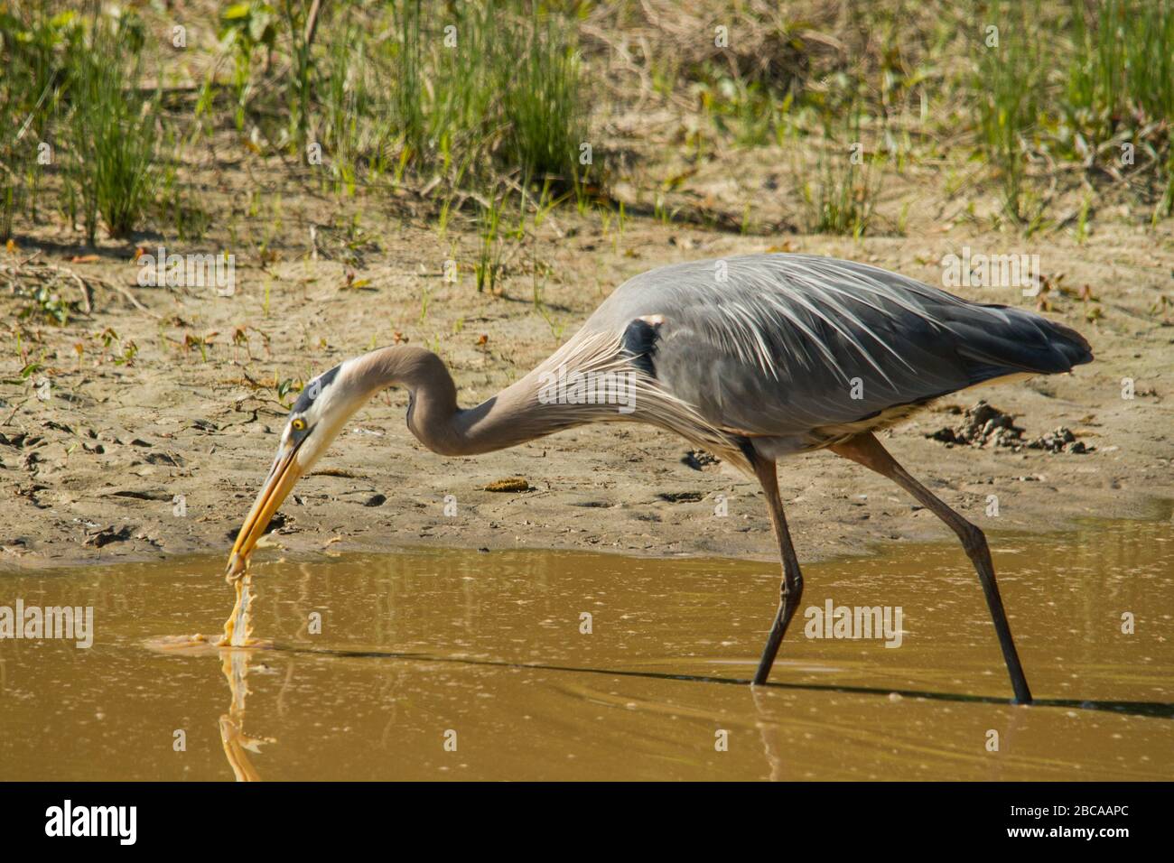 Great Blue Heron catching a fish Stock Photo - Alamy