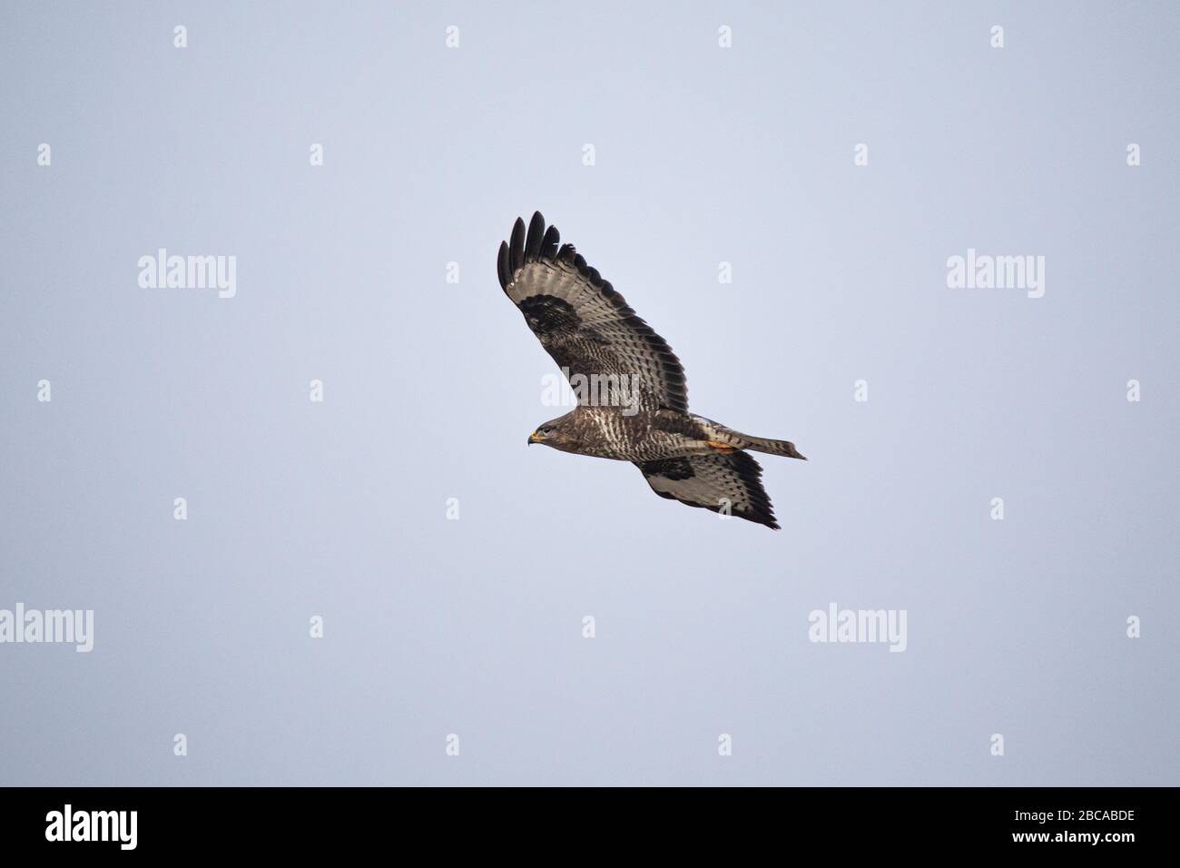 Mice buzzard hi-res stock photography and images - Alamy