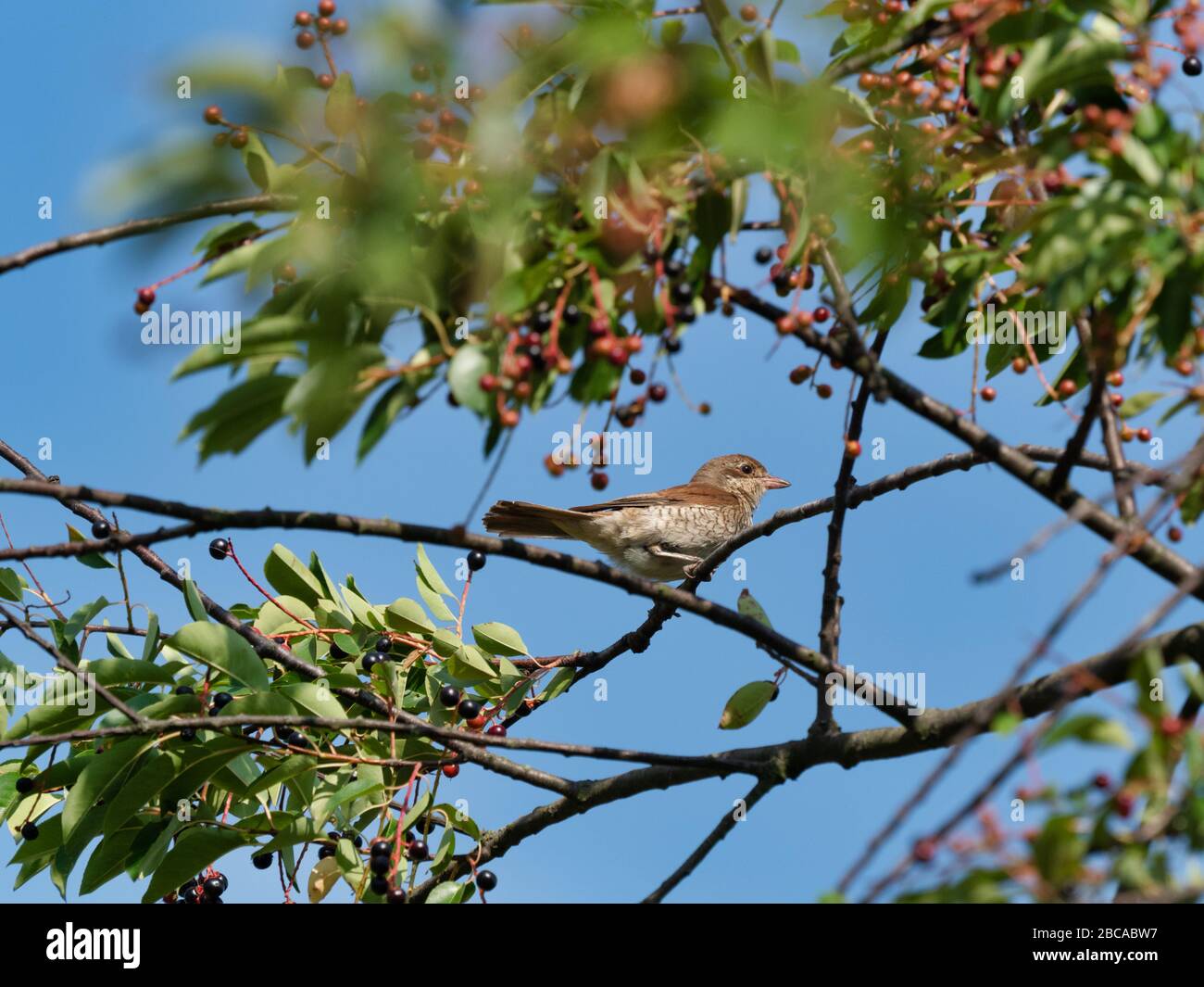 Nightingale singing tree hi-res stock photography and images - Alamy