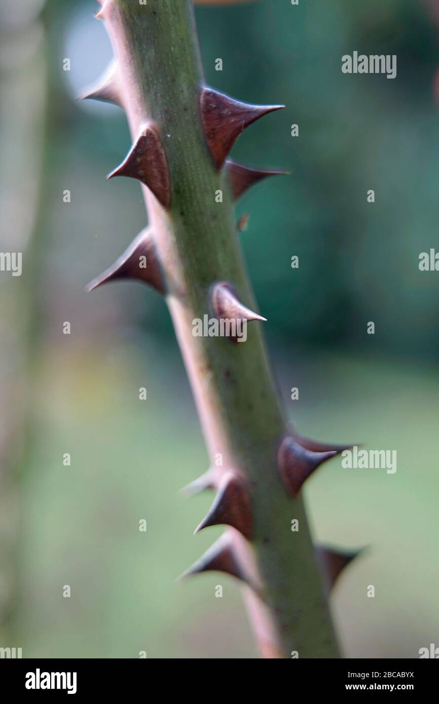 Rose bush, branch, thorns, spines Stock Photo - Alamy