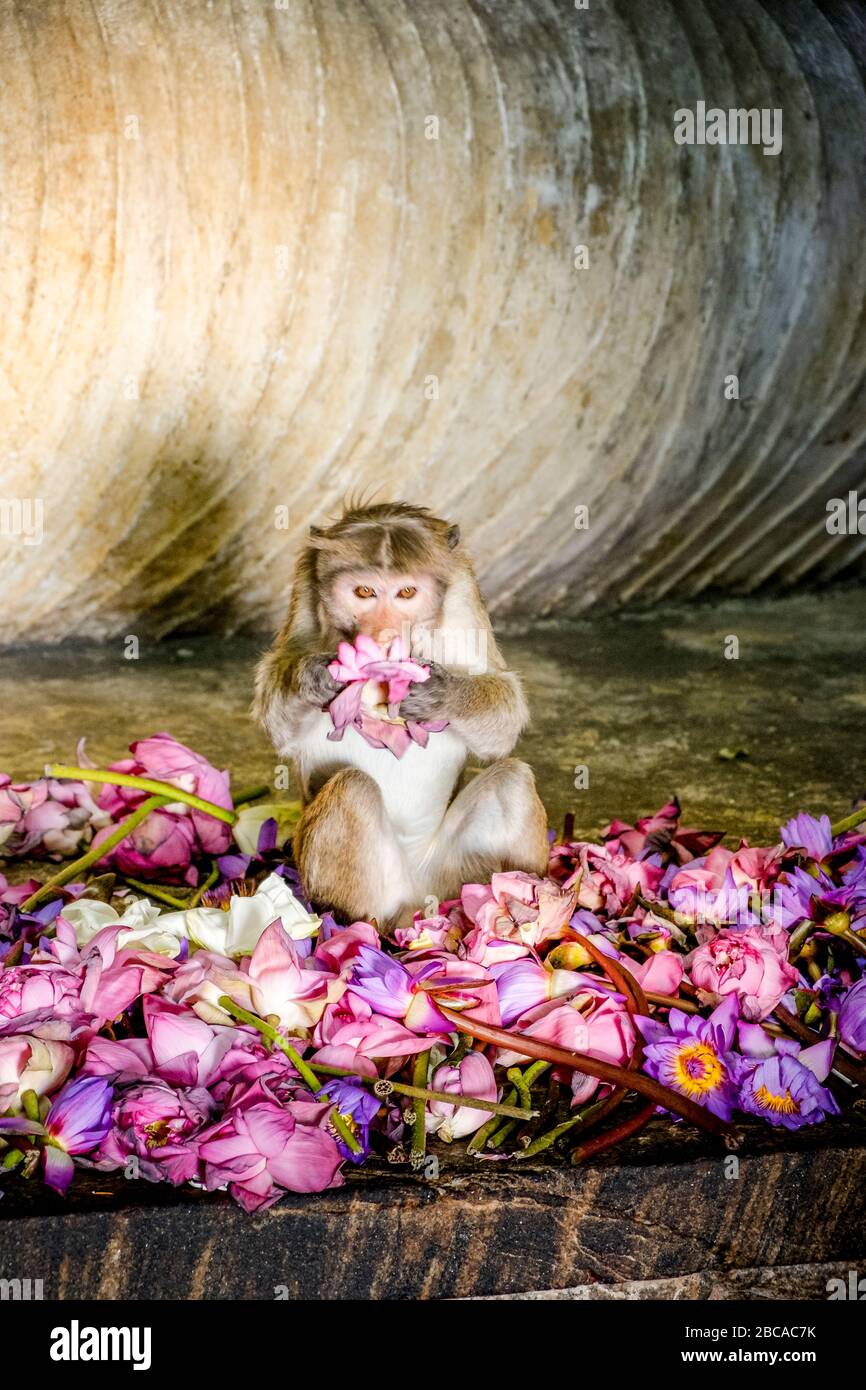 Monkey in the cave temple sniffs and plays with pink petals, Sri Lanka ...